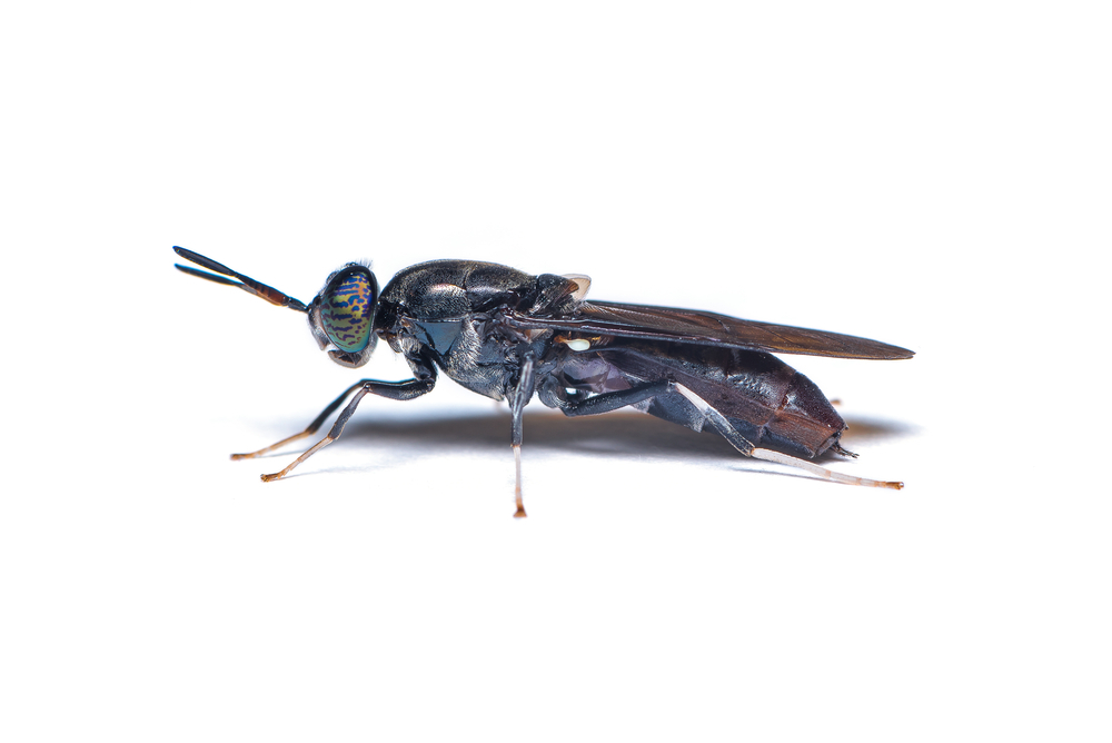 Entomal Biotech | #1 Malaysia Black Soldier Fly Biotechnology Company